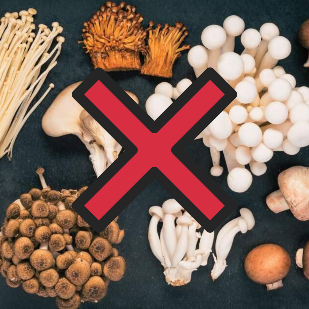 The benefits of consistency with functional mushrooms – Umbo